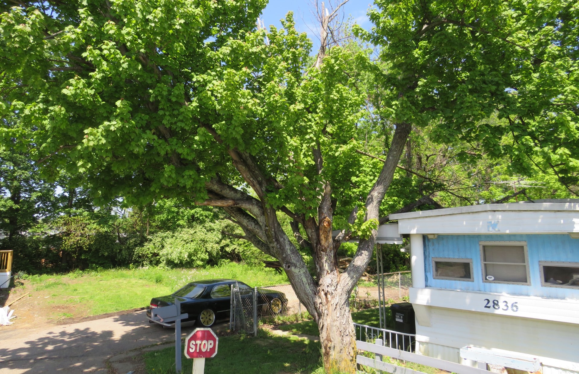 Signs Your Cincinnati Trees Need Professional Tree Pruning | Lefke Tree ...