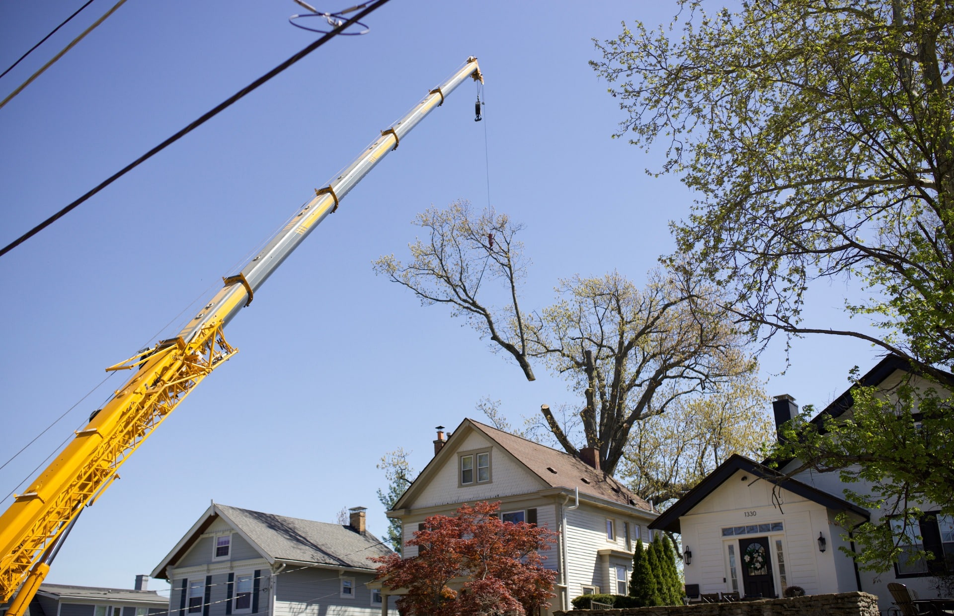 4 Reasons Lefke Uses a Crane for Tree Removal | Lefke Tree Experts