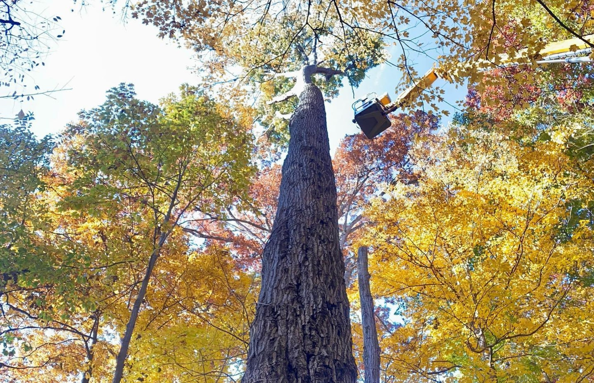 Why Early Fall Tree Pruning in Cincinnati Can Harm Urban Trees | Lefke ...
