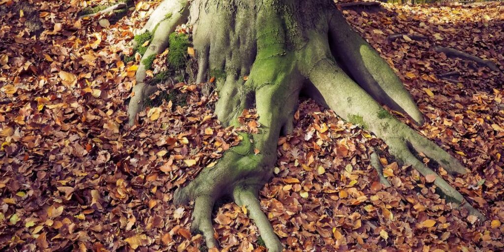 Exposed Tree Roots? Why It Happens and What to Do | Lefke Tree Experts