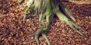 Exposed Tree Roots? Why It Happens and What to Do | Lefke Tree Experts