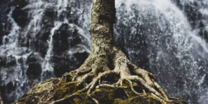 Exposed Tree Roots? Why It Happens and What to Do | Lefke Tree Experts