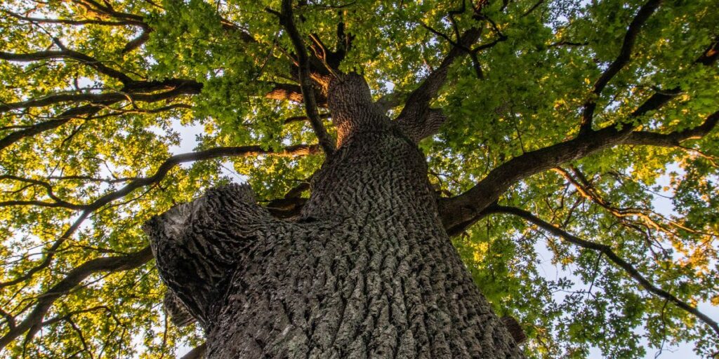 6 Best Trees Native to Cincinnati to Plant in Your Yard | Lefke Tree ...