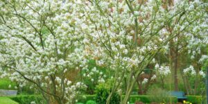 6 Best Trees Native to Cincinnati to Plant in Your Yard | Lefke Tree ...