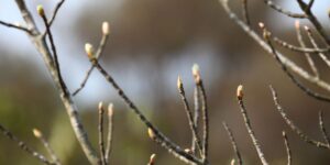 Dead or Dormant Tree? Why Your Tree’s Not Leafing Out This Spring ...