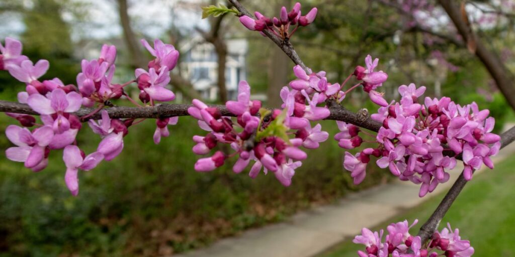 Dead or Dormant Tree? Why Your Tree’s Not Leafing Out This Spring ...