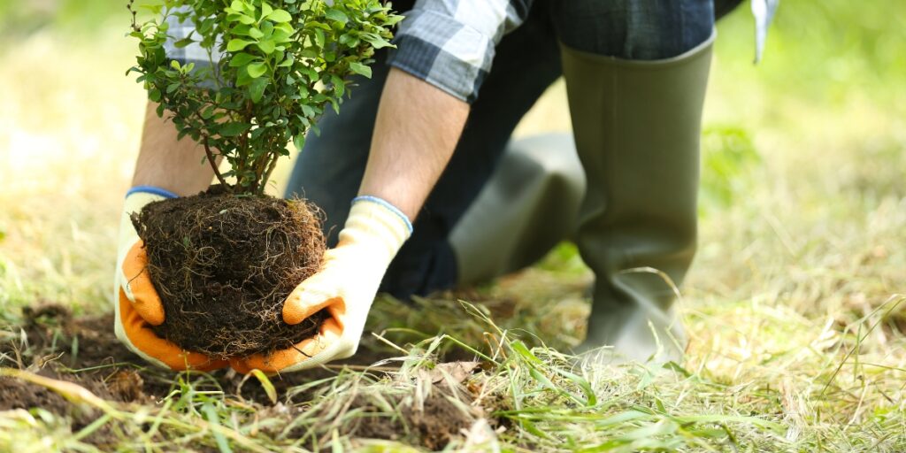 Right Tree Right Place: Tree Planting Tips in Cincinnat | Lefke Tree ...