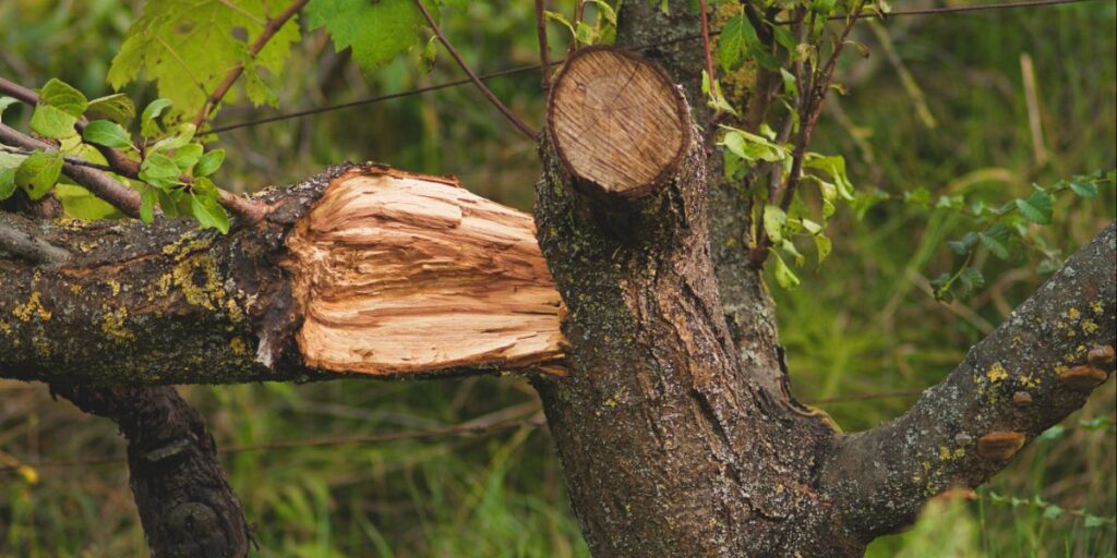 Best Time to Prune Large Trees in Cincinnati | Lefke Tree Experts