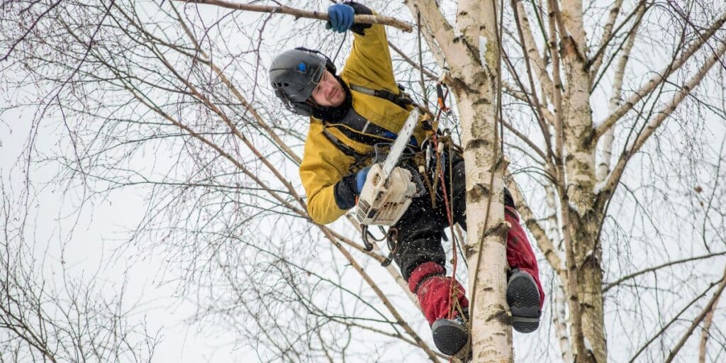 Best Time to Prune Large Trees in Cincinnati | Lefke Tree Experts