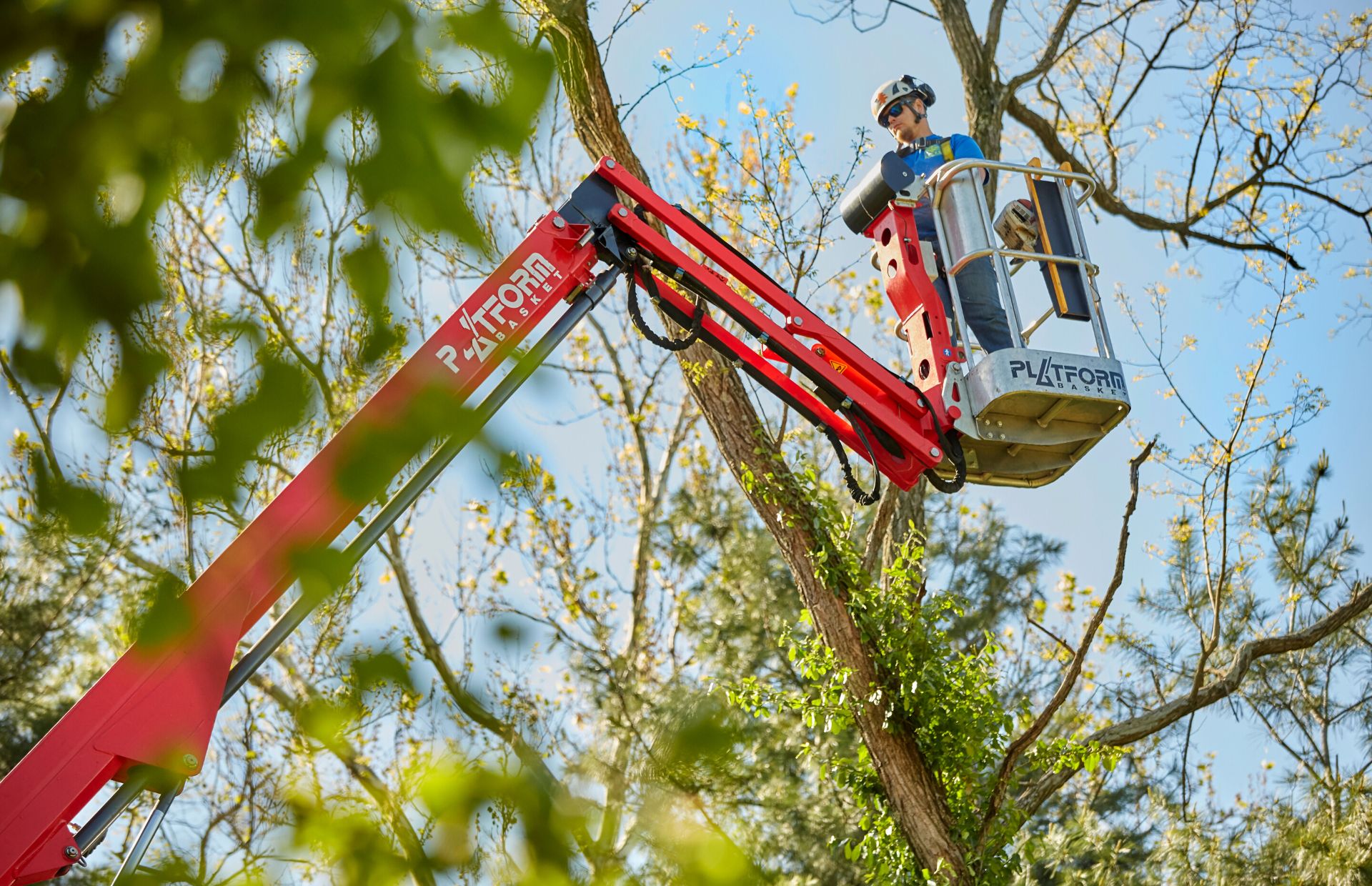 Hiring a Tree Service Company: What You Need to Know | Lefke Tree Experts