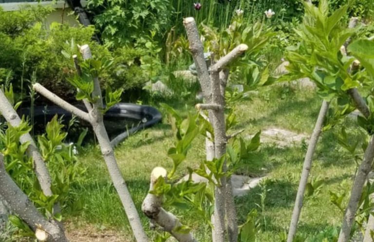 Tree Topping: 5 Common Myths & The Real Facts | Lefke Tree Experts