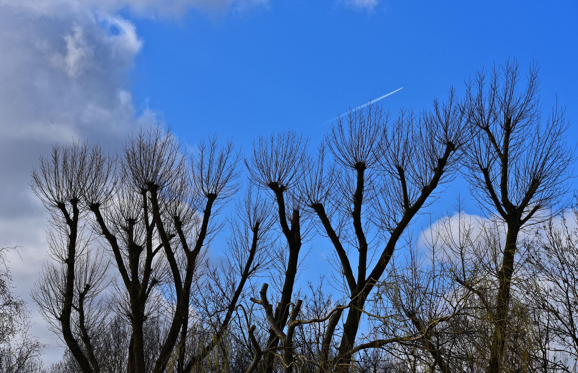 Tree Topping: 5 Common Myths & The Real Facts | Lefke Tree Experts